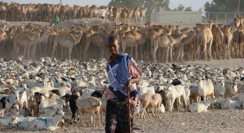 People Groups: The Somali - AfriGO Volume 3 Issue 1